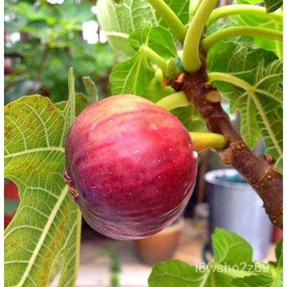 อินทรีย์็ด ใหม่็ด 1 ทานตะวันมะเดื่อฝรั่ง Figs ใหม่ Khurtmani Red Israel ...
