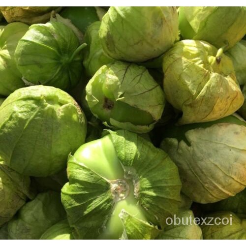 เมล็ด TOKYLE (GREEN TOWN) -10เมล็ด Green Salsa Summer HEIRLOOM Organic ...