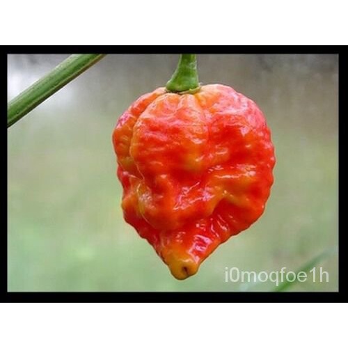 เมล็ด Infinity Super Hot Pepper 15เมล็ดบันทึกโลกหายาก Red 1,067,286 ...