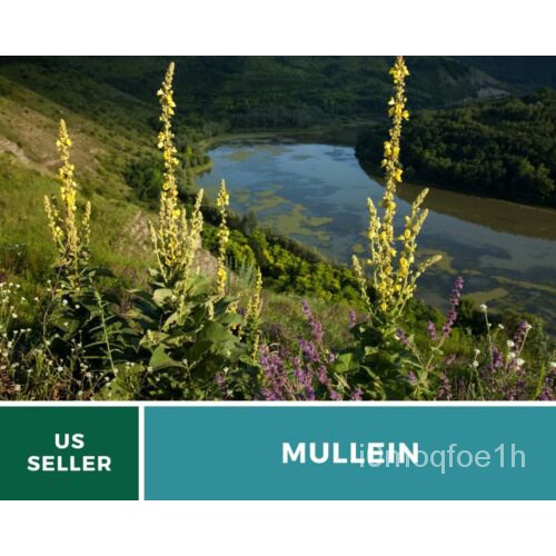 เมล็ด Mullein, Common-Heirloom Seed-สมุนไพรเมล็ด-Non-Transgenic ...