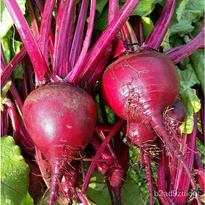 อินทรีย์็ด ใหม่็ด ใหม่ หัวบีทรูท ดีทรอย (Detroit Dark Red Beet) บรรจุ ...