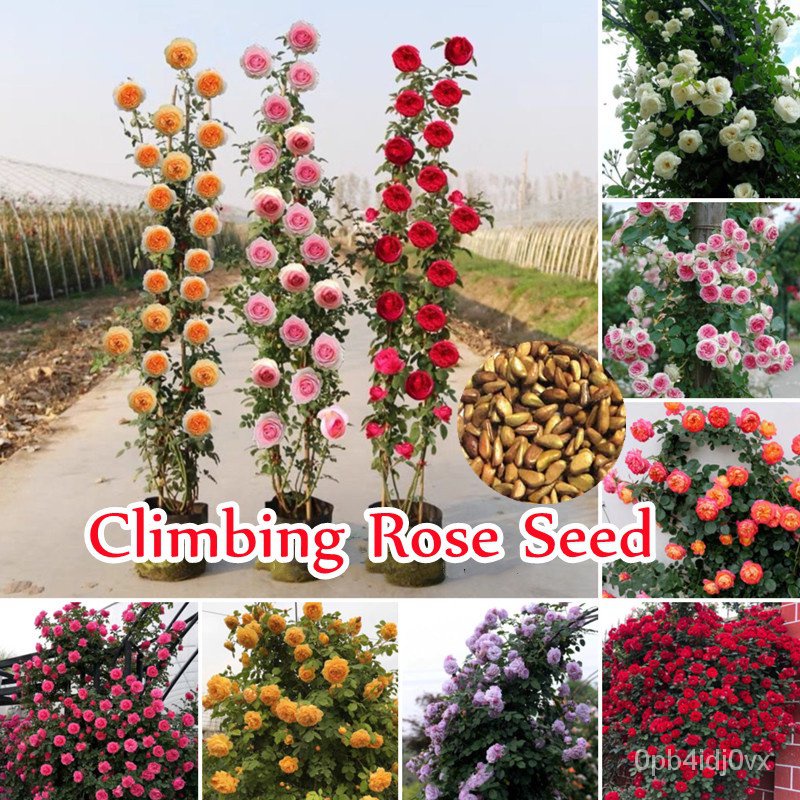 （เมล็ด）Climbing Rose Seed (100pcs/bag) ไม้ประดับ กล้วยไม้ เมล็ดการไม้ ...