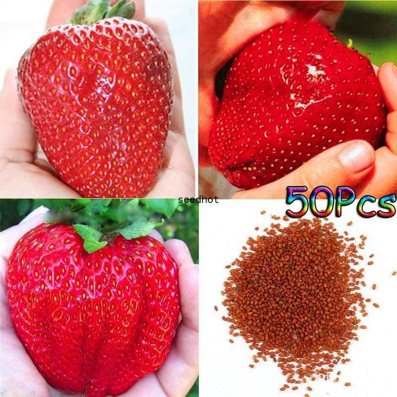 （เมล็ด）50Pcs Garden Fruit Plant Delicious Giant Maximus Strawberry ...