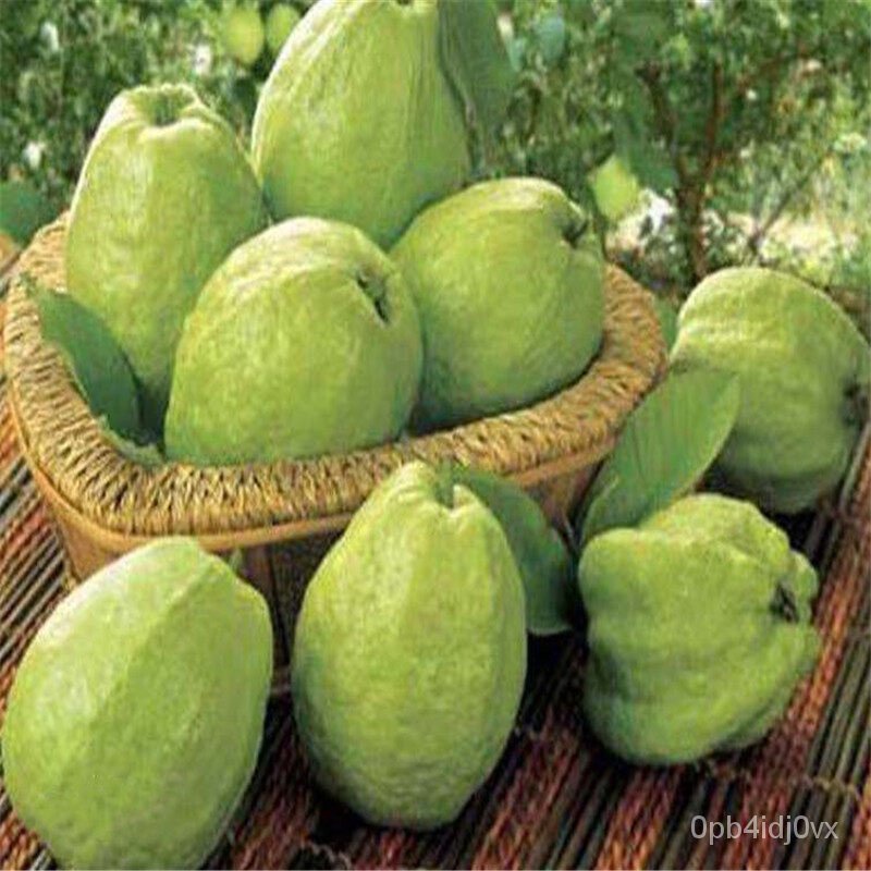 （เมล็ด）ปลูกการ ปลูกการทั่วไทย ของแท้ 100% 100pcs Guava Seeds Delicious ...
