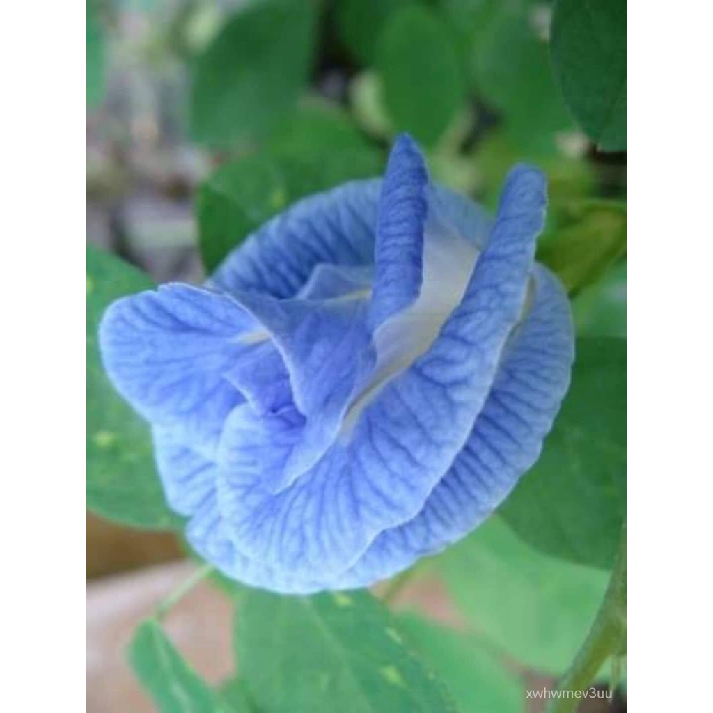 เมล็ด ใหม่็ด ใหม่ อัญชัน สีฟ้าเพาะซ้อน (Butterfly Pea Double Sky Blue ...