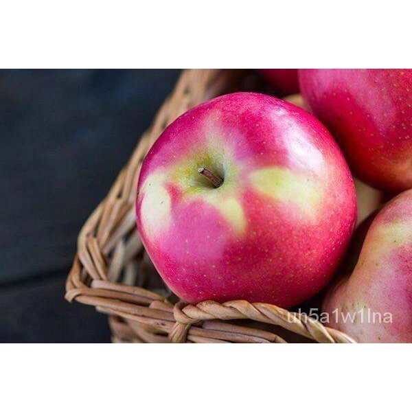 เมล็ด ใหม่็ด 20 ใหม่็ด ใหม่็ดแอปเปิ้ล สายใหม่ แอปเปิลแปซิฟิกโรส ...