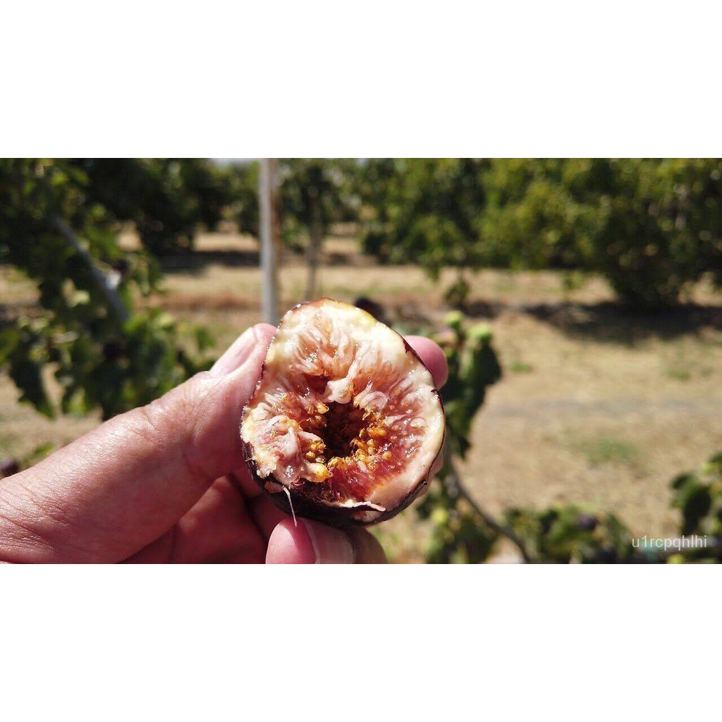 เมล็ด ใหม่็ด 10 ใหม่็ด ใหม่็ดมะเดื่อฝรั่ง Figs สายใหม่ Khurtmani Red ...