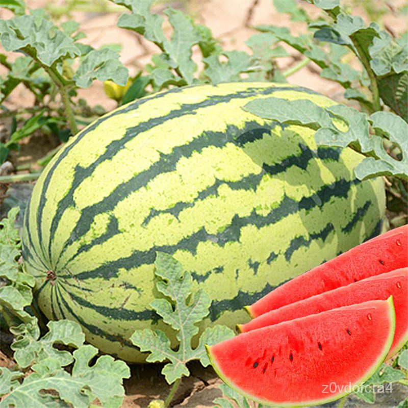 เมล็ด เมล็ด 20 แคปซูล / แพ็ค Giant Watermelons Seeds Delicious อินทรีย์ ...