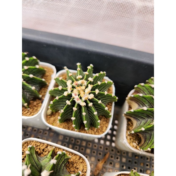 ยิมโน cactus LB2178 แท้ไม้เมล็ด | Shopee Thailand