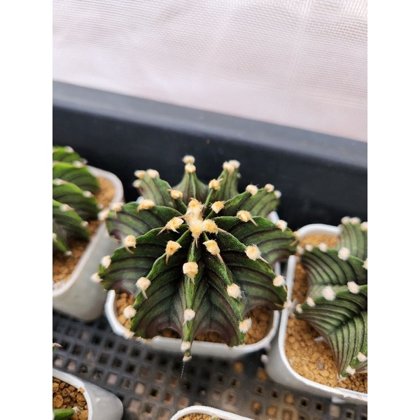 ยิมโน cactus LB2178 แท้ไม้เมล็ด | Shopee Thailand