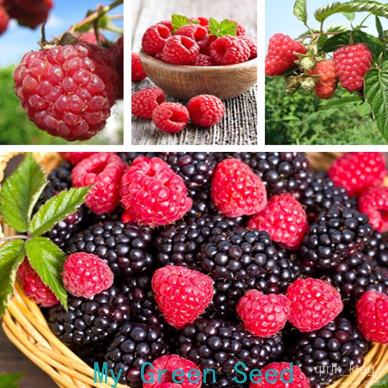 เมล็ดพันธุ์คุณภาพสูงในสต็อกในประเทศไทยราสเบอร์รี่ Rare Red Raspberry ...