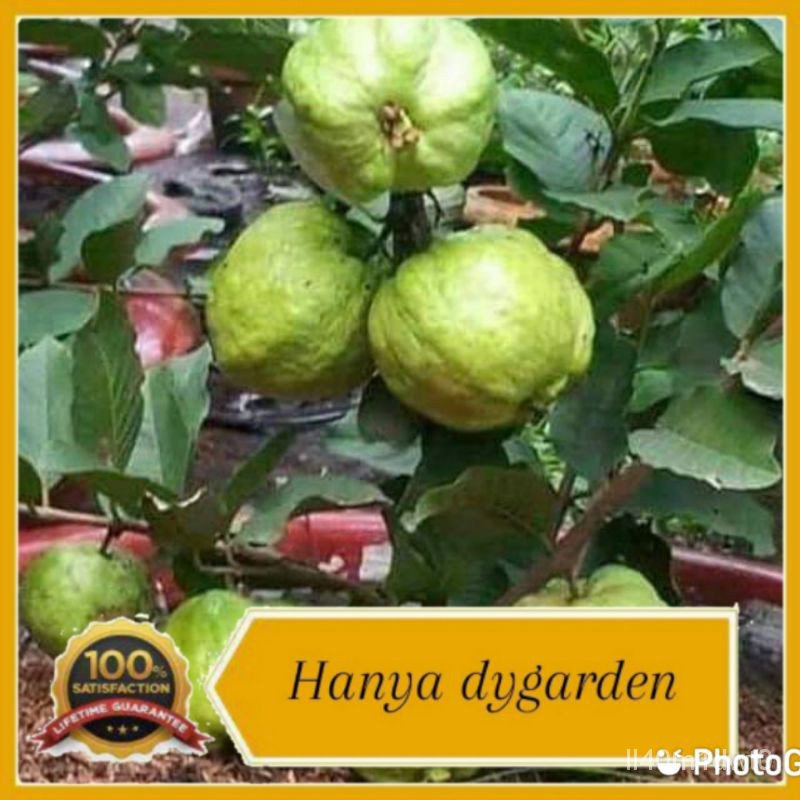 Jambu Batu Lo Han/King Hibrid/Pokok Kawin VAWQ | Shopee Thailand