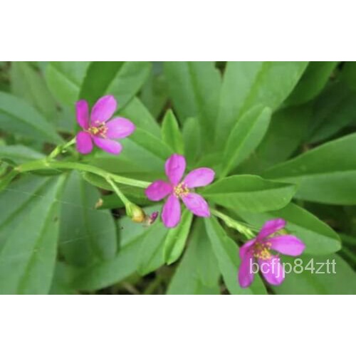 +Bokoboko、 ผักโขมเมล็ด、Waterleafฟลอริด้าSURINAMSPINACH 、ผักโขม 30 6PSP ...