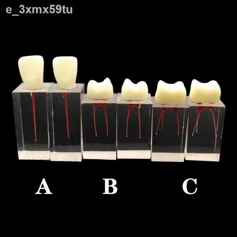 Endodontics Root Canal Endo Training Block with Crowns Endo Teaching ...