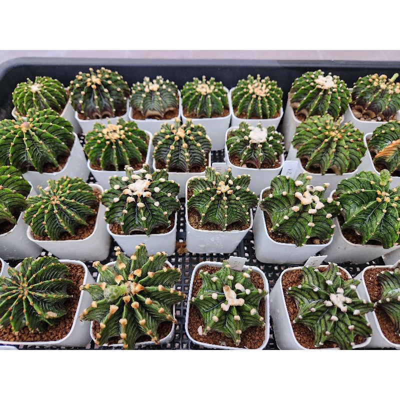 ยิมโน cactus LB2178 แท้ไม้เมล็ด | Shopee Thailand