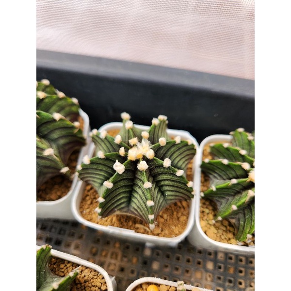 ยิมโน cactus LB2178 แท้ไม้เมล็ด | Shopee Thailand