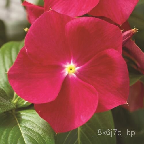 เมล็ด 40 Fragrant Cooler Strawberry Vinca Flower Seed/periwinkle/year ...