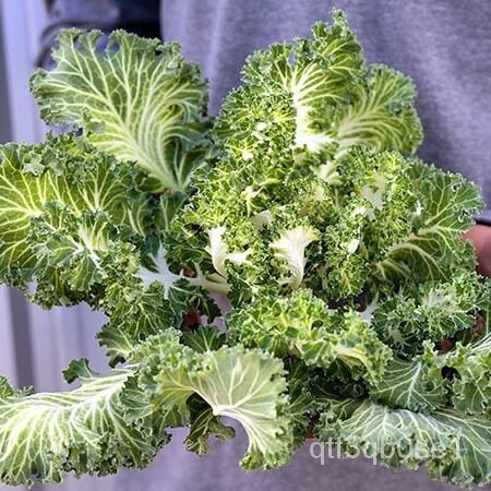 อินทรีย์็ด ใหม่็ด ใหม่ เคลแคสเปอร์ ใบหงิกก้านขาว (Casper Kale F1 Seed ...
