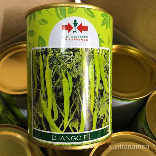 SILING PANIGANG SEEDS 25GRAMS - EAST WEST DJANGO F1 HYBRID GREEN HOT ...