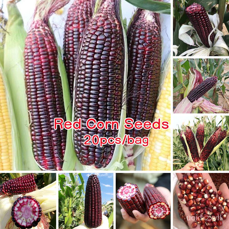 เมล็ด ใหม่็ด 20ใหม่็ด/เพาะ ใหม่ Sweet Waxy Red Corn Seeds for Sale ...