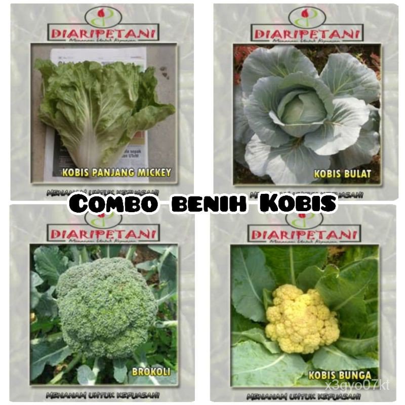 Combo Benih Biji Sayur Kobis (Kobis Bulat/kobis Cina/kobis Bunga ...