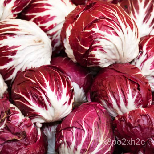 เมล็ด 100 Seeds Chicory Red Ball ต้นอ่อน | Shopee Thailand