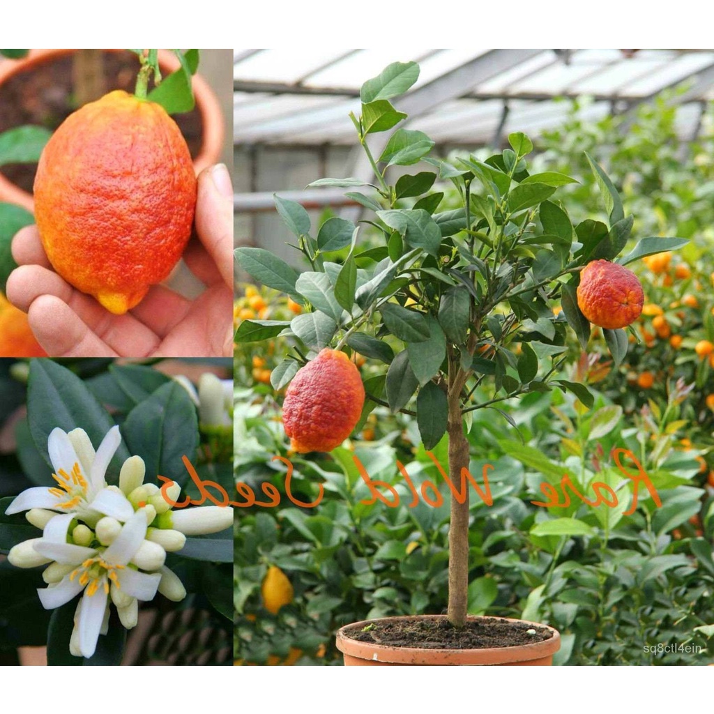 อินทรีย์็ด ใหม่็ด 20 ใหม่ ใหม่็ด มะนาวแดง ผลสีแดง Red Lemon Tree Seeds ...