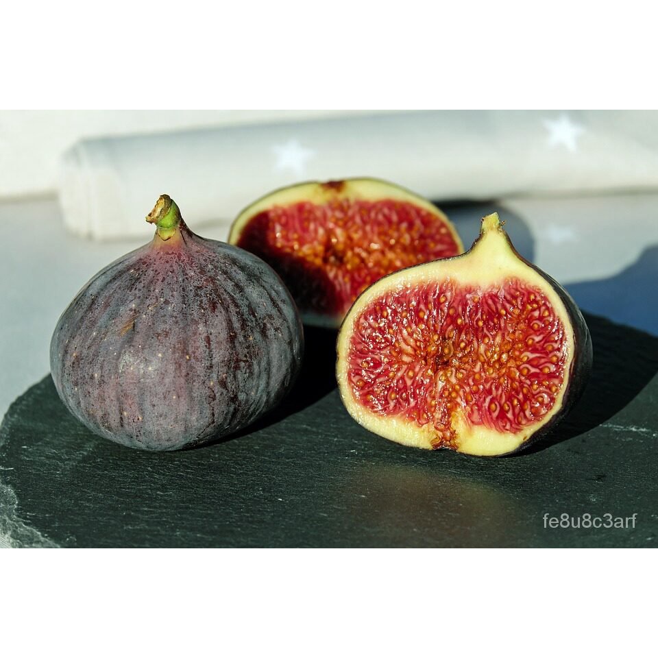 เมล็ด ใหม่็ด ต้นมะเดื่อใหม่ Frurt Tree Red Egypt Figsขนาด 6นิ้ว ลำต้น ...