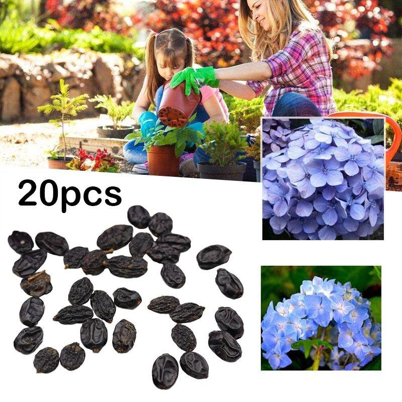 （เมล็ด）20pcs/Bag Hydrangea Seeds Perennial Flower Seeds Bonsai Flower ...