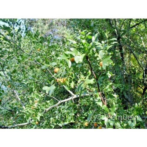 เมล็ด 10ทั่วไป chittamwood เมล็ด-bumelia lanugiosa oblongifolia ข้าวโพด ...