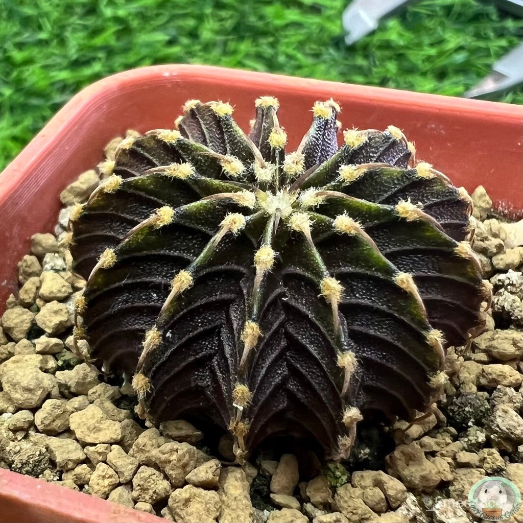 (R10) การยิมโน LB2178 แท้ 13 พู ไม้เมล็ด - (gymnocalycium) - แคคตัส/งอก ปลูก/งอก เมล็ด/งอก การ ...