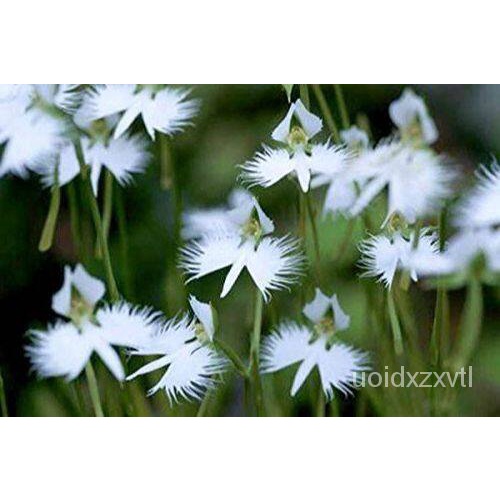 เมล็ด ถูก็ด 20 ถูก็ดมะระกล้วยไม้ Japanese Radiata Seeds White Egret ...