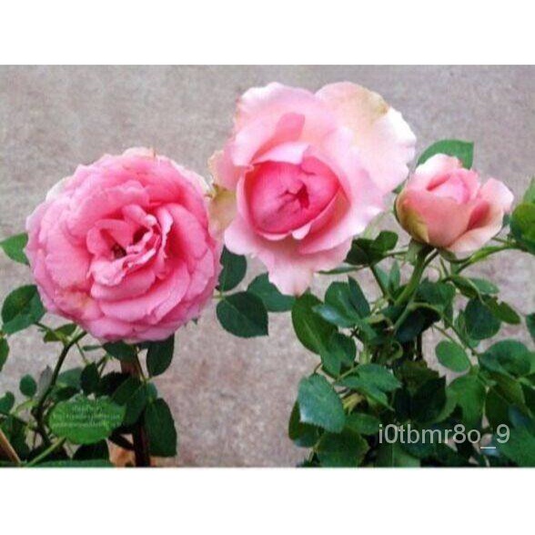 เมล็ด ใหม่็ด 30 ใหม่็ด ใหม่ กุหลาบ The First Lady Rose Seeds เพาะใเพาะ่ ...