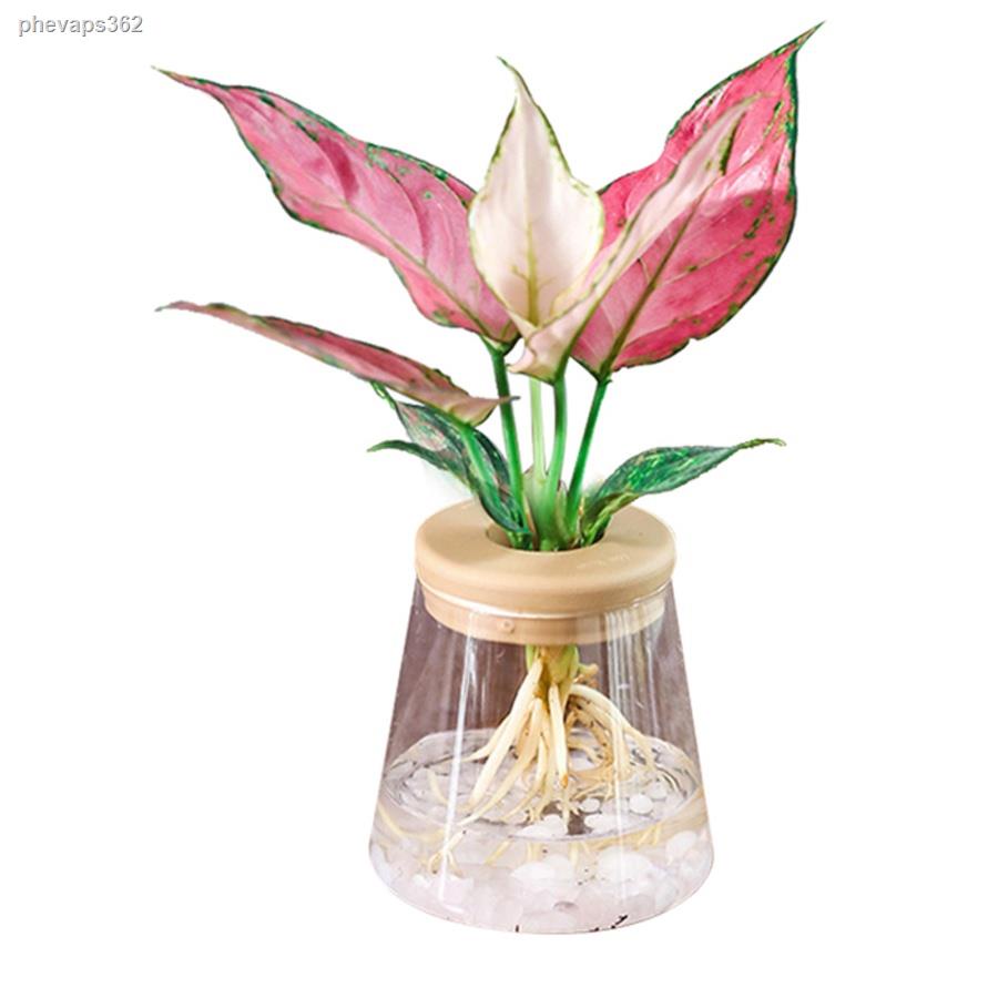 【HG】Transparent Hydroponic Flower Pot Imitation Glass Soilless Planting ...