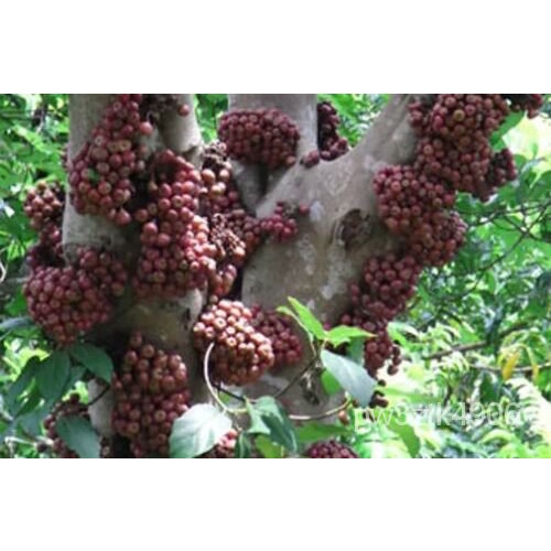 เมล็ด Ficus Racemosa | Indian Cluster Fig Tree | Goolar | Angular | 200 ...