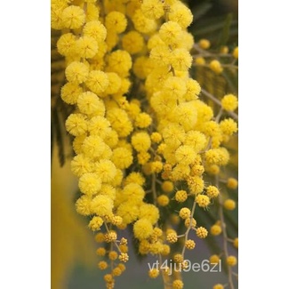 เมล็ด 30 Gold Mei Mei Tree Seeds for Planting Acacia Mangium Baileyana ...