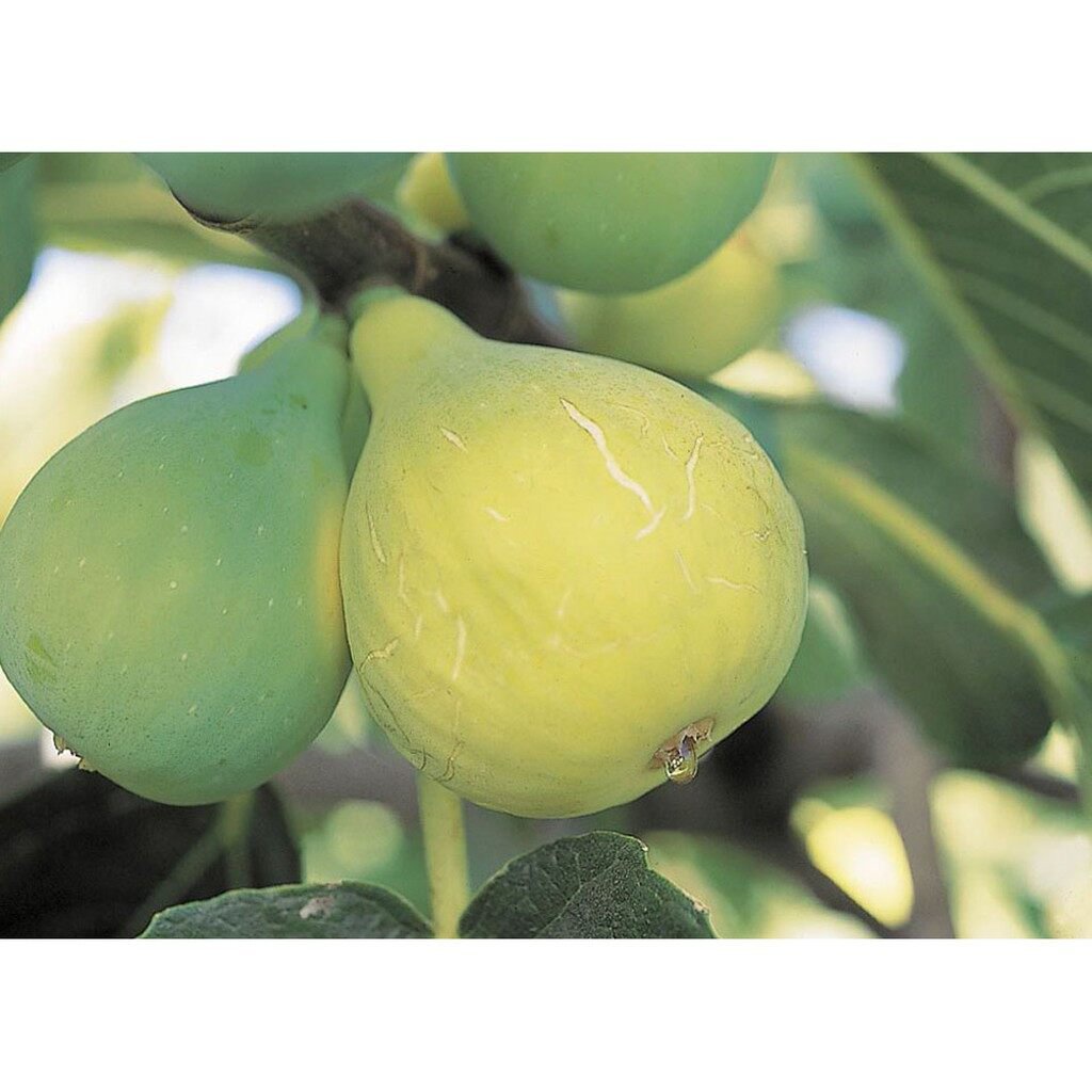 เมล็ด ใหม่็ด ต้นมะเดื่อใหม่ Frurt Tree White Genoa (ไวท์จีนัว)ขนาด 6 ...