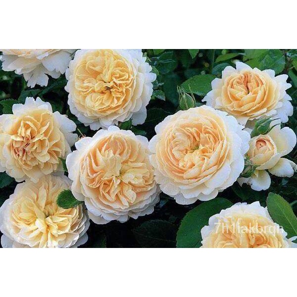 เมล็ด ใหม่็ด 5 ใหม่็ด ใหม่ กุหลาบ ใหม่ Crocus Rose Seeds เพาะใเพาะ่ ...