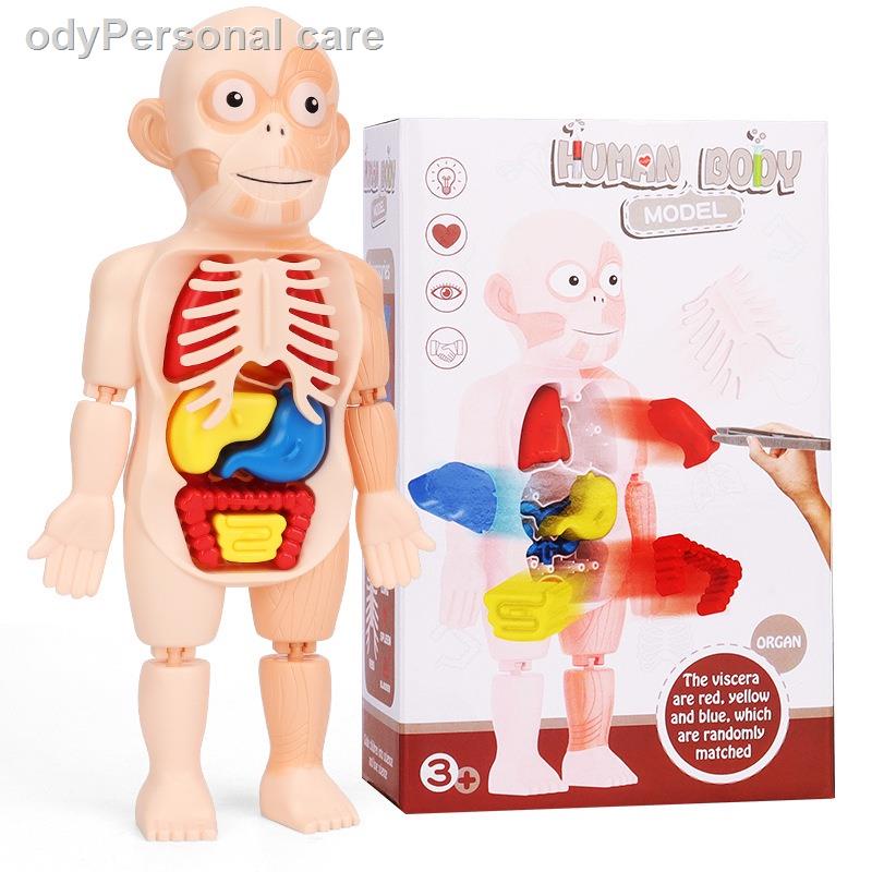 Human Model Body Removable Anatomy Organs Diy Assemblable For Kids 17 ...