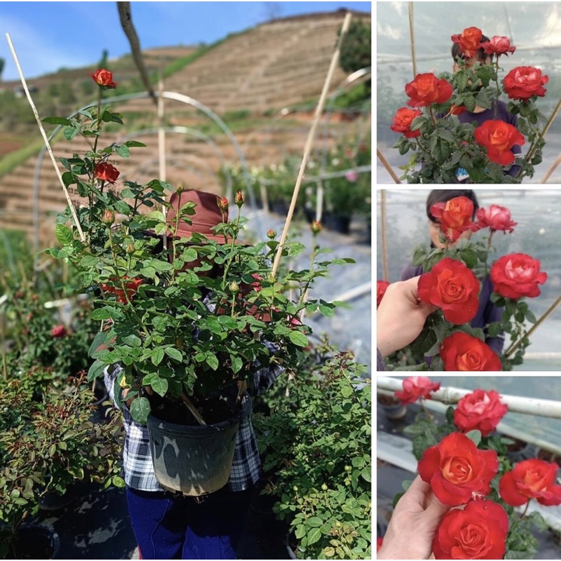 Coffee Break Rose ต้นกุหลาบอายุ2ปี สำหรับคุณลูกค้าที่อยากได้กุหลาบ ...