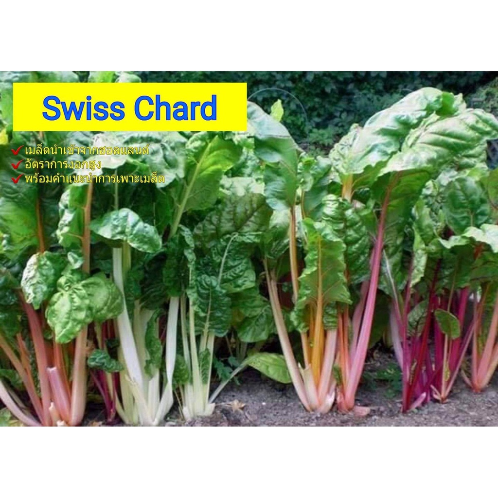 อินทรีย์็ด ใหม่็ด สวิสชาร์จ Swiss Chard ง่ายคุณภาพ นำเข้าจากฮอลแลนด์ ...