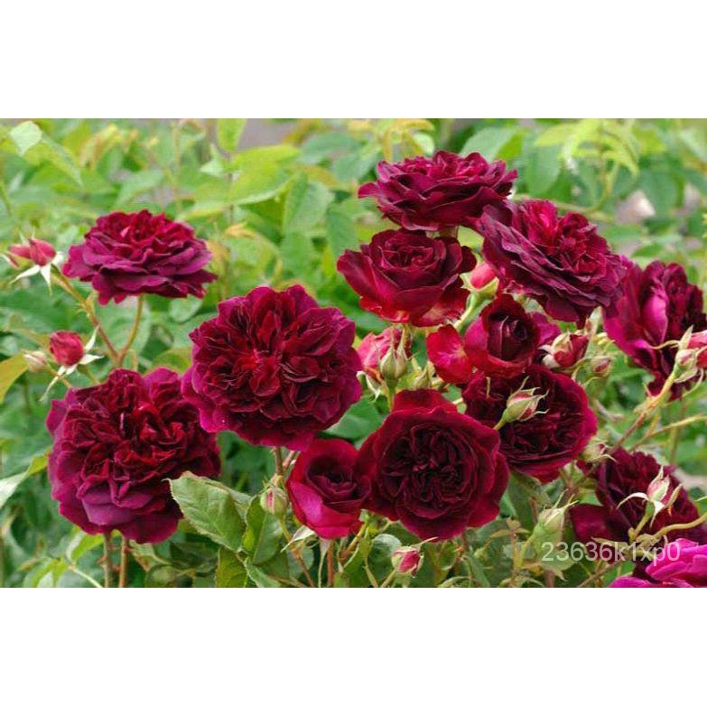 เมล็ด ใหม่็ด 30 ใหม่็ด ใหม่ Home Plant 'Munstead Wood' (Rosa 'Munstead ...