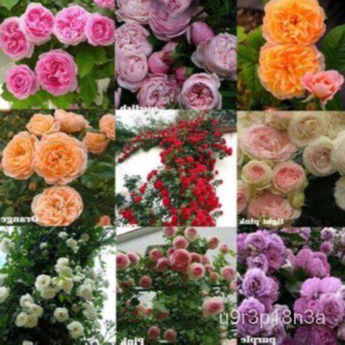 เมล็ด ใหม่็ด 30 ใหม่็ด ใหม่ กุหลาบ Climbing Rose Rosa Multiflora Rose ...