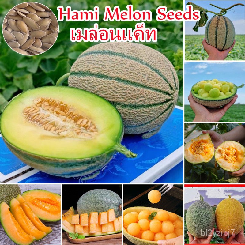 （เมล็ด）100 ชิ้น/ถุง เมล่อนแค็ท Mixed Varieties Hami Melon Seeds Fruit ...