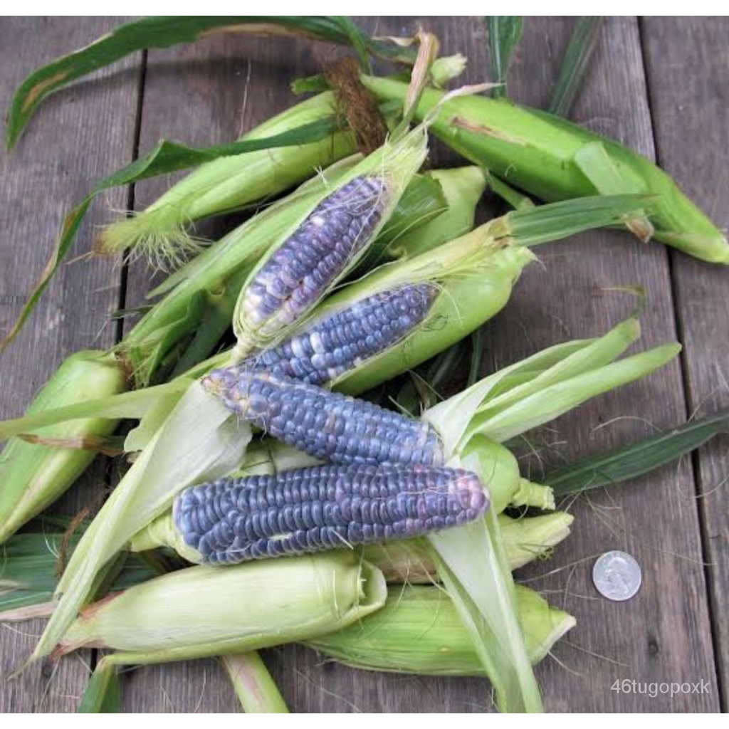 เมล็ด ใหม่็ด ใหม่เพาะหวานสีฟ้า บลู เจด Blue Jade Dwarf Sweet Corn ใหม่ ...
