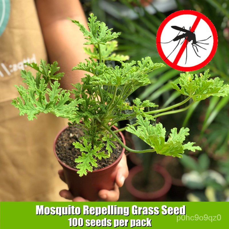 เมล็ด ใหม่็ด คุณภาพดี ของแท้ 100% Mosquito Repellent Grass Seeds ...