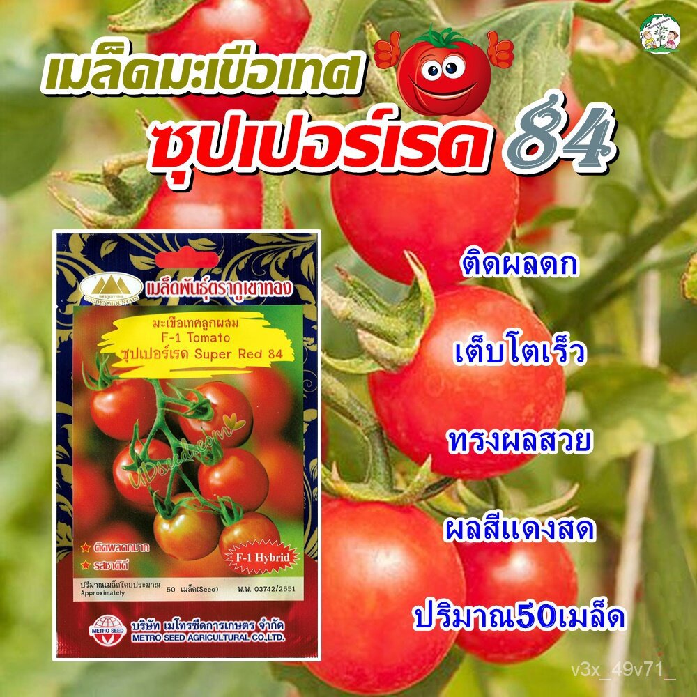 เมล็ด เมล็ด เมล็ดเพาะเทศ ซุปเปอร์เรด 84 (Super Red 84) อินทรีย์เพาะเทศ ...