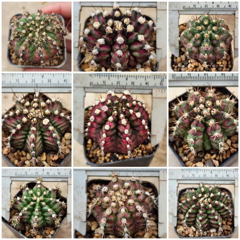 Gymno T-Rex T-Luk ไดโนเสาร์ ยิมโนสายยับ ไม้เมล็ด Seeding (เซท2 ...