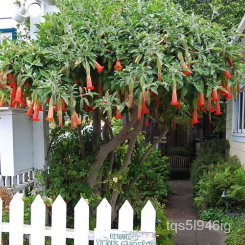 เมล็ด ORANGE Angel trumpet-Brugmansia sanguinea-เมล็ด aurantium-20 X ...