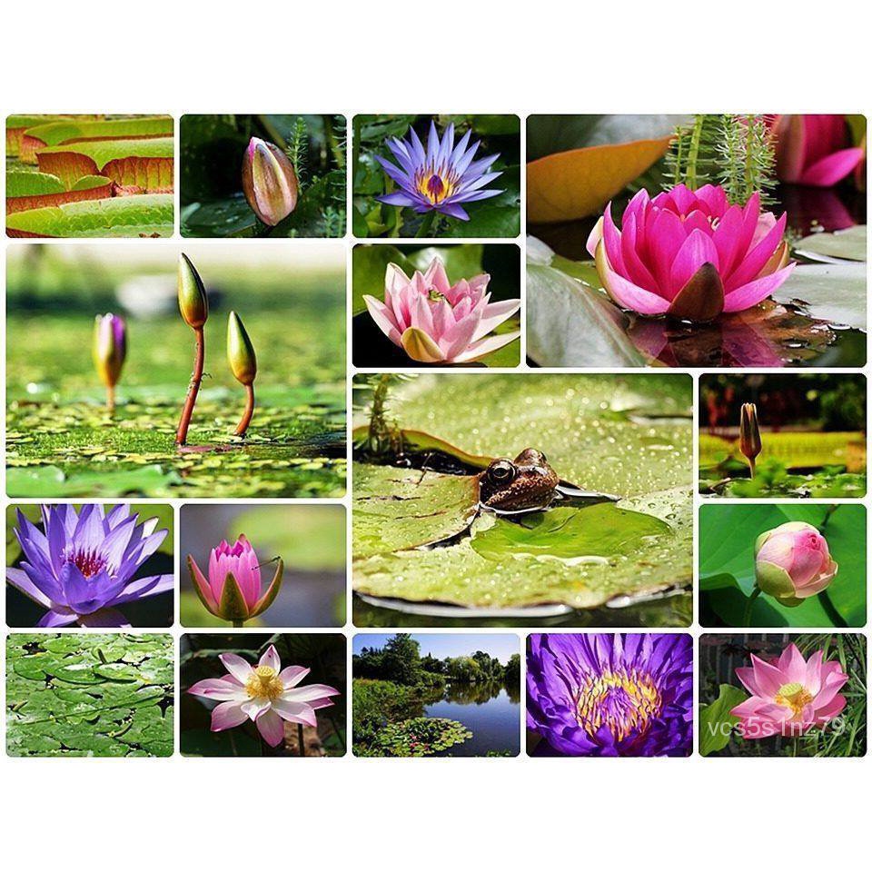 Lotus Seeds 100 Blue Flower Seeds Small Dwarf Seeds ของแท้100% Lotus ...